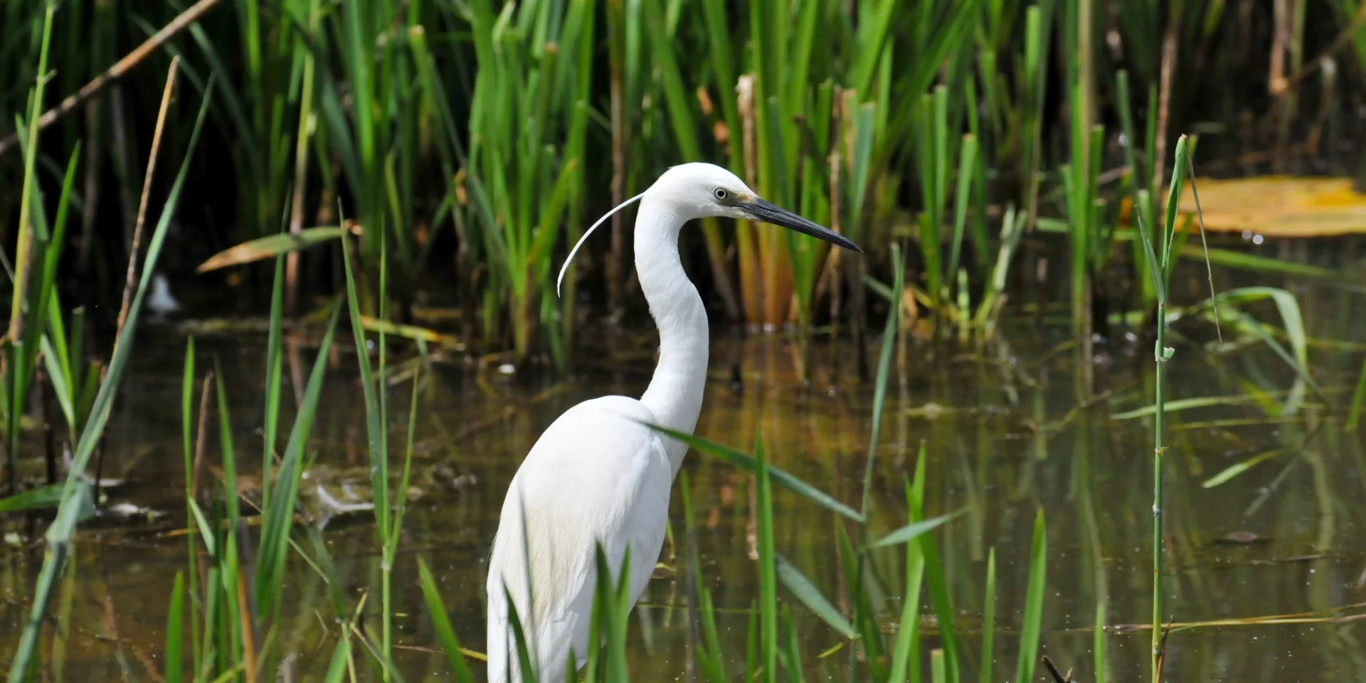L’Aigrette garzette | Office de Tourisme Lac du Der en Champagne