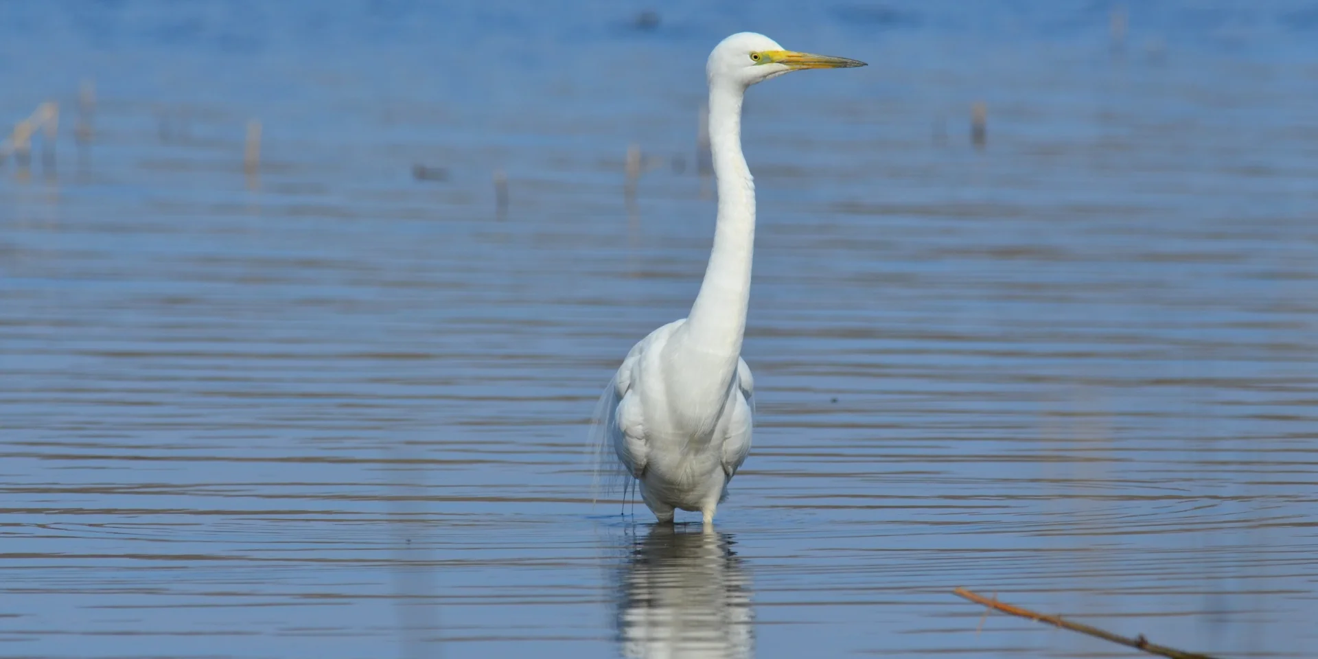 La Grande Aigrette | Office de Tourisme Lac du Der en Champagne