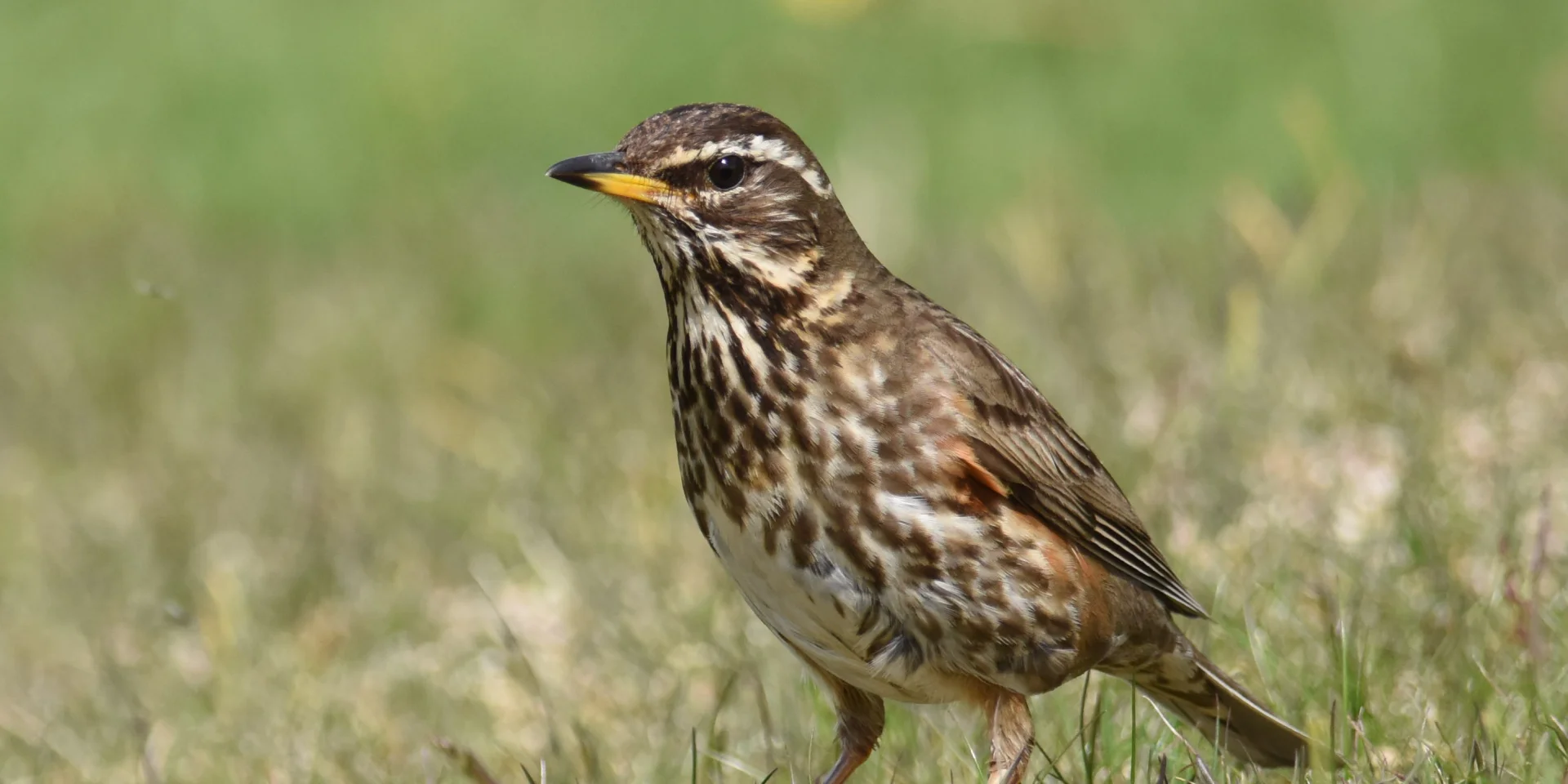 La Grive mauvis | Office de Tourisme Lac du Der en Champagne