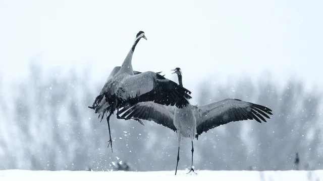 La magie du lever des Grues cendrées | Office de Tourisme Lac du Der en ...