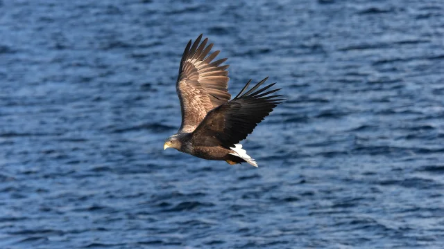 Le Pygargue à queue blanche | Office de Tourisme Lac du Der en Champagne